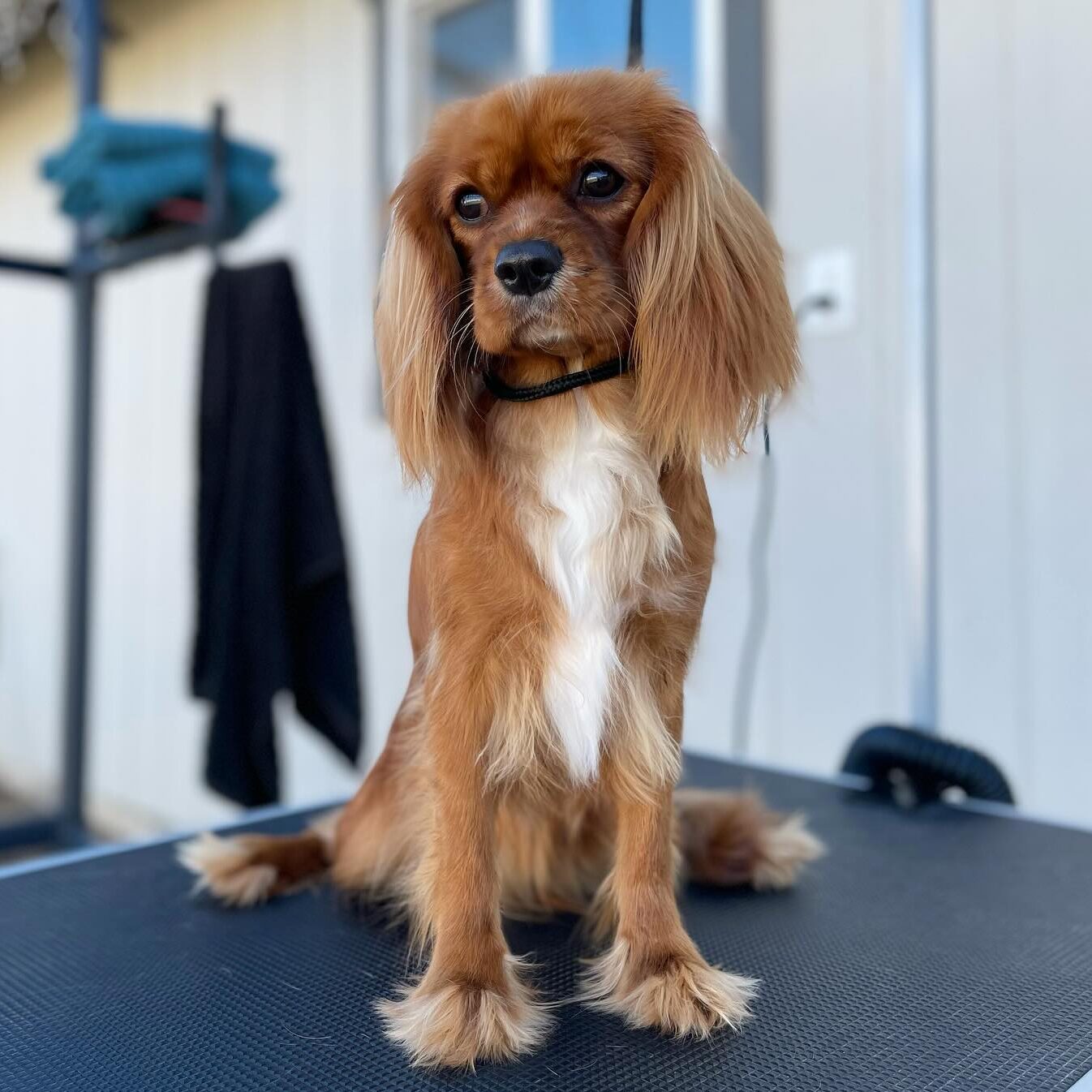 Hanai’s Pēpē Meli - Hanai Cavaliers